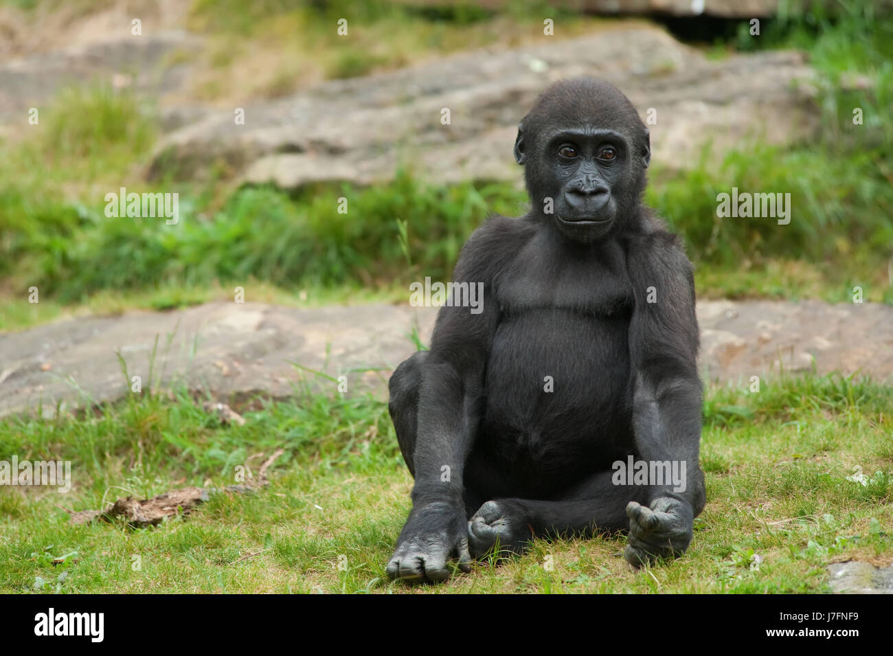animal africa cub baby gorilla maddening pert coquettish cute young ...