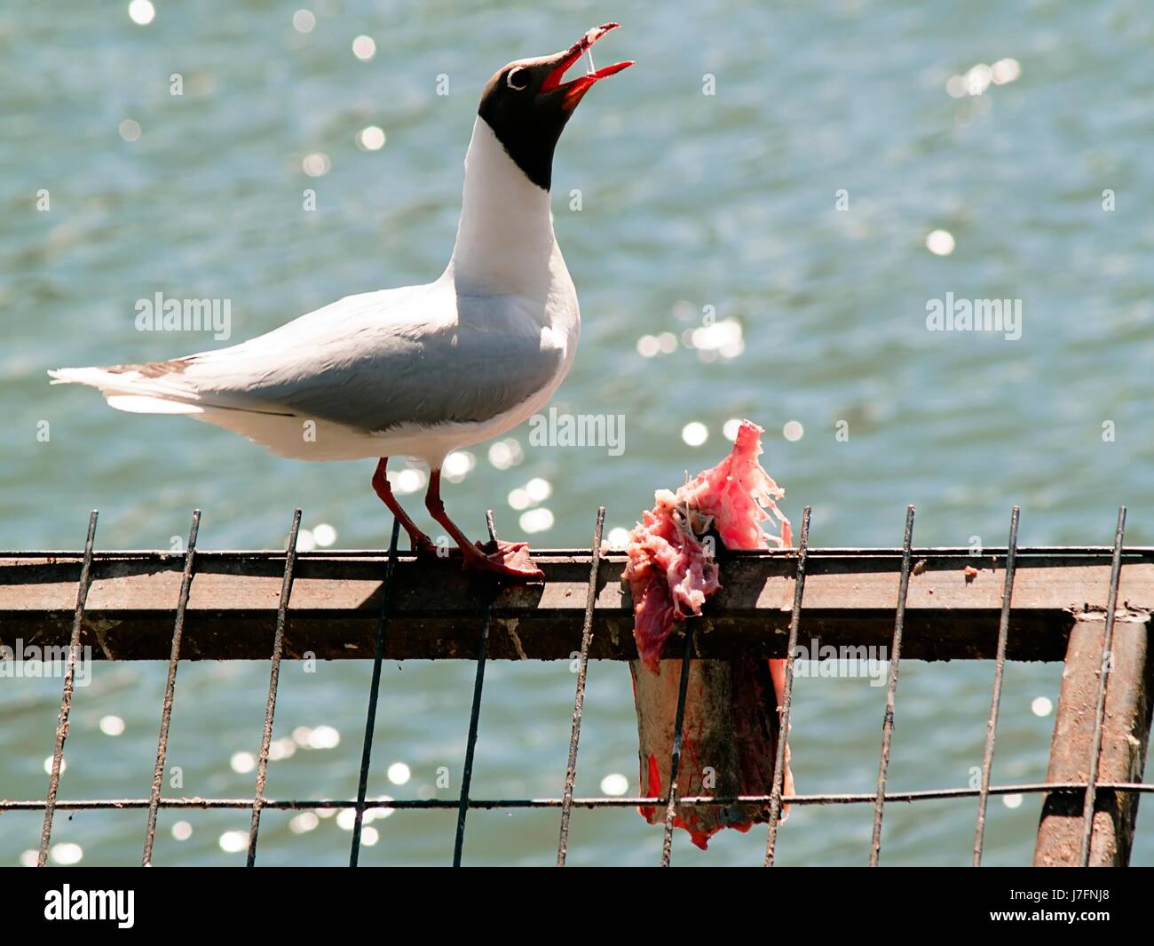animal bird fauna hunger wild fish gluttony eating eat eats river water ...