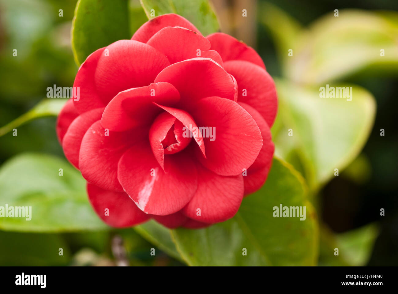 beautiful beauteously nice bloom blossom flourish flourishing botany ...