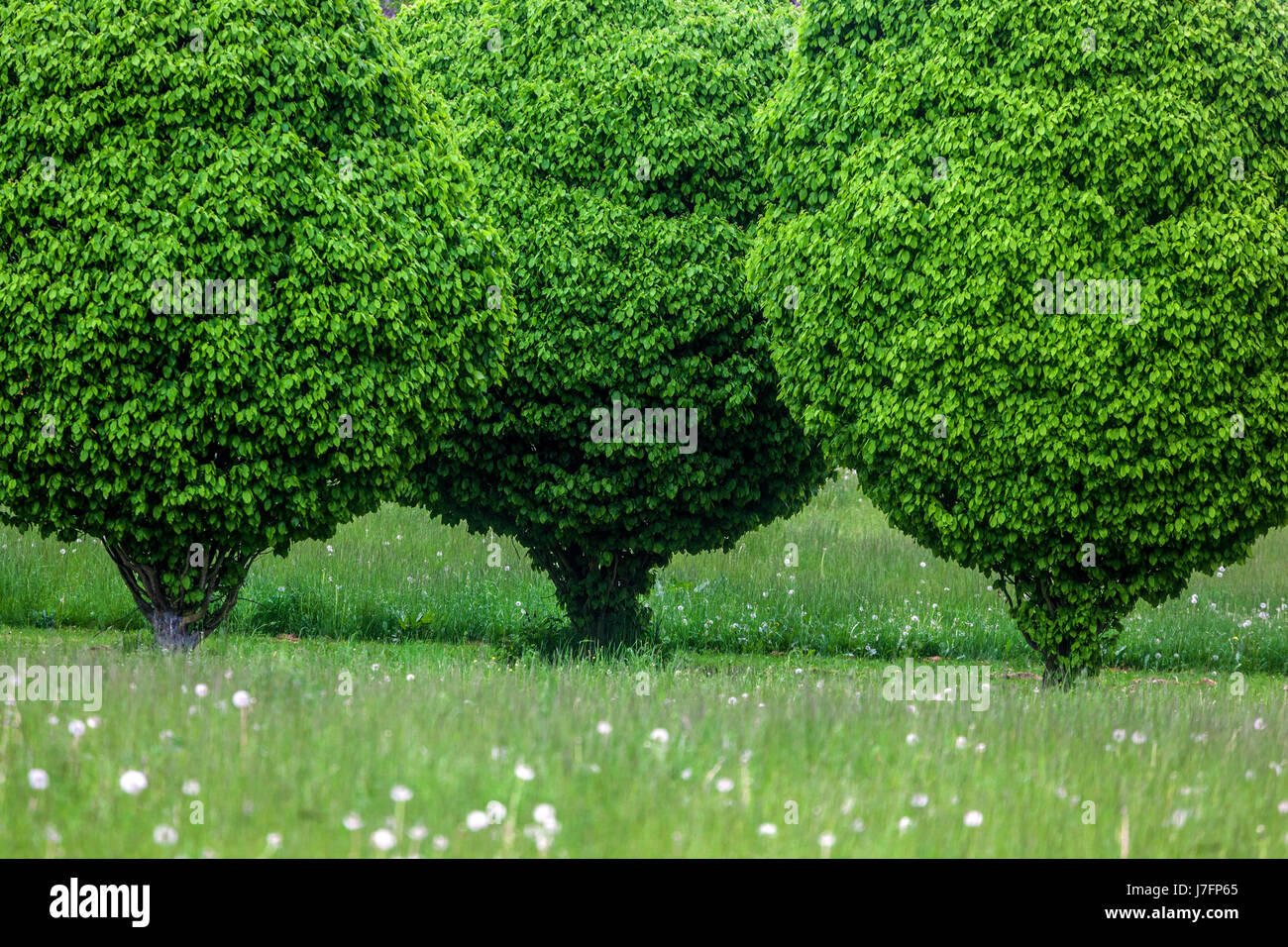Three hornbeam tree Carpinus betulus "Columnaris" trees Stock Photo - Alamy