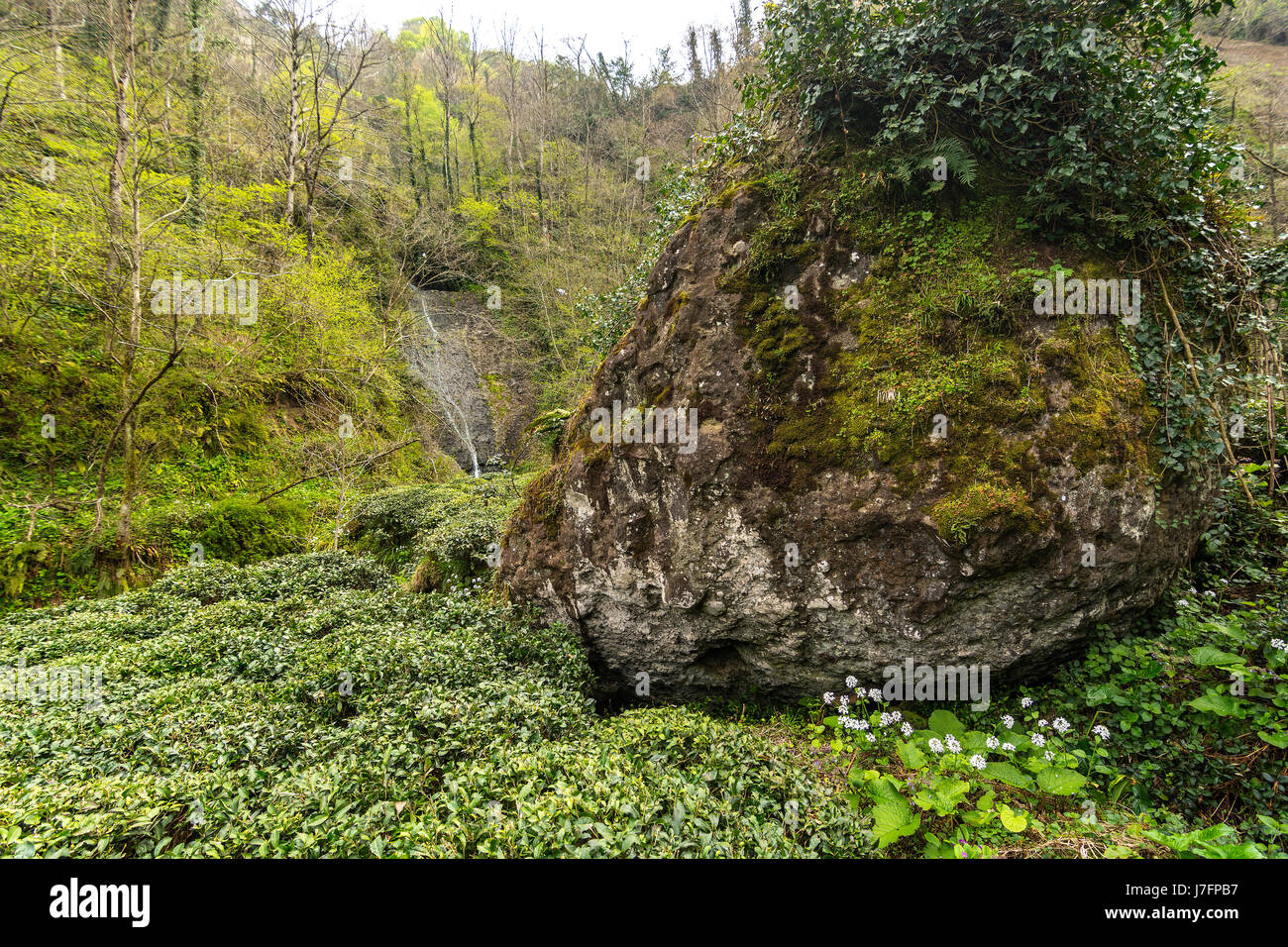 tea gardens and old will Stock Photo - Alamy