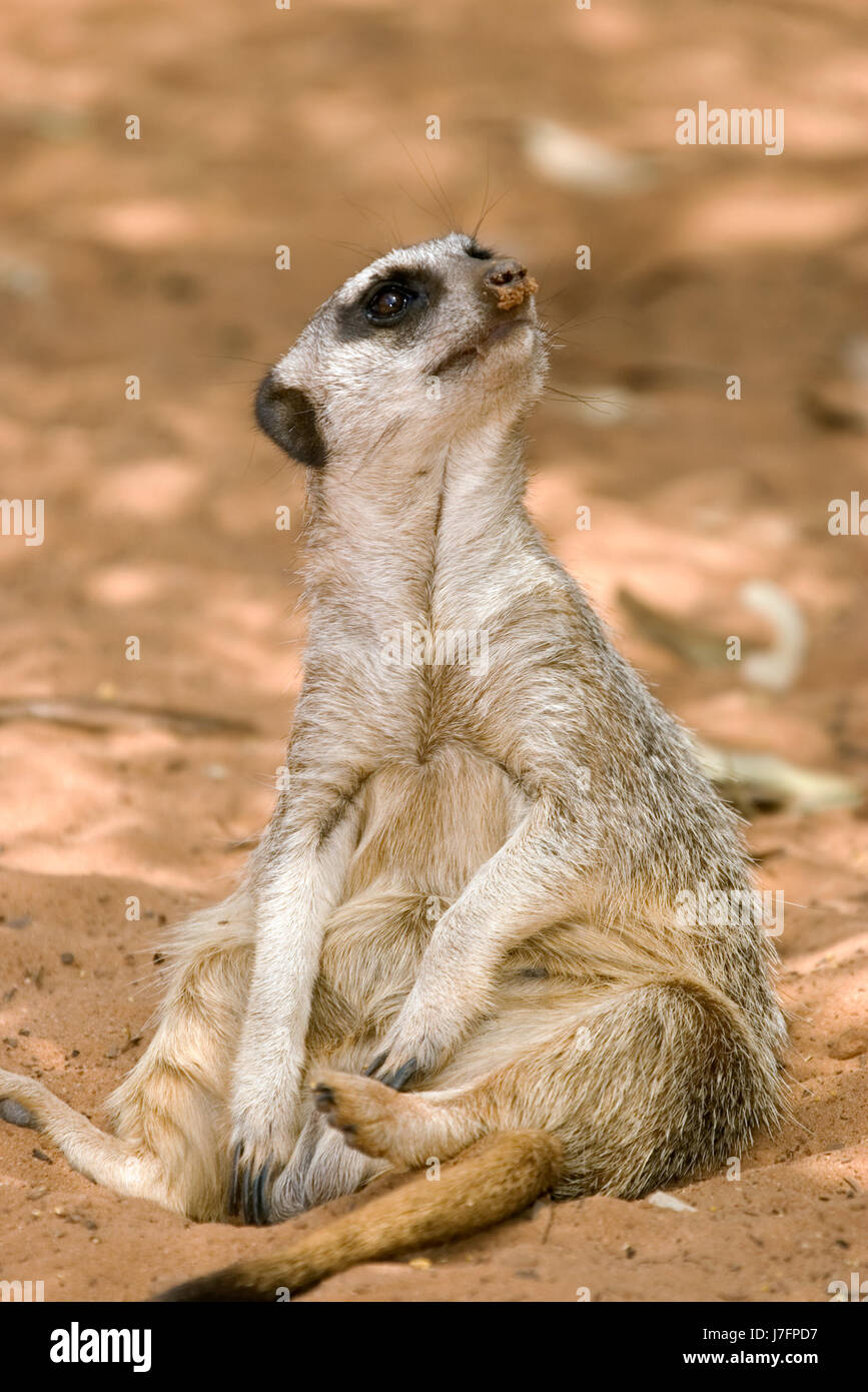 animal wild look glancing see view looking peeking looking at small ...