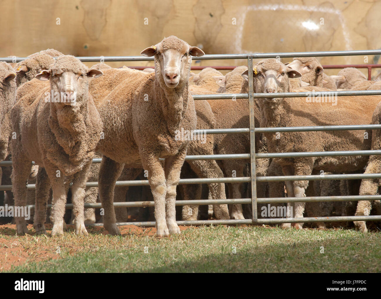 animal mammal agriculture farming sheep wool photo camera livestock ...