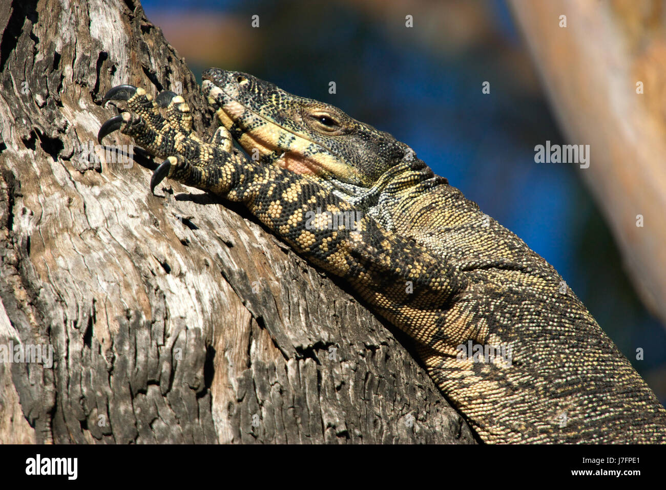 tree animal reptile lizard photo camera branch monitor wildlife no ...