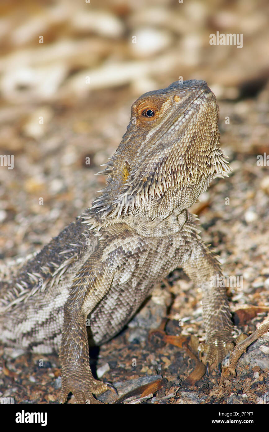 animal reptile lizard photo camera native wildlife one central warm ...