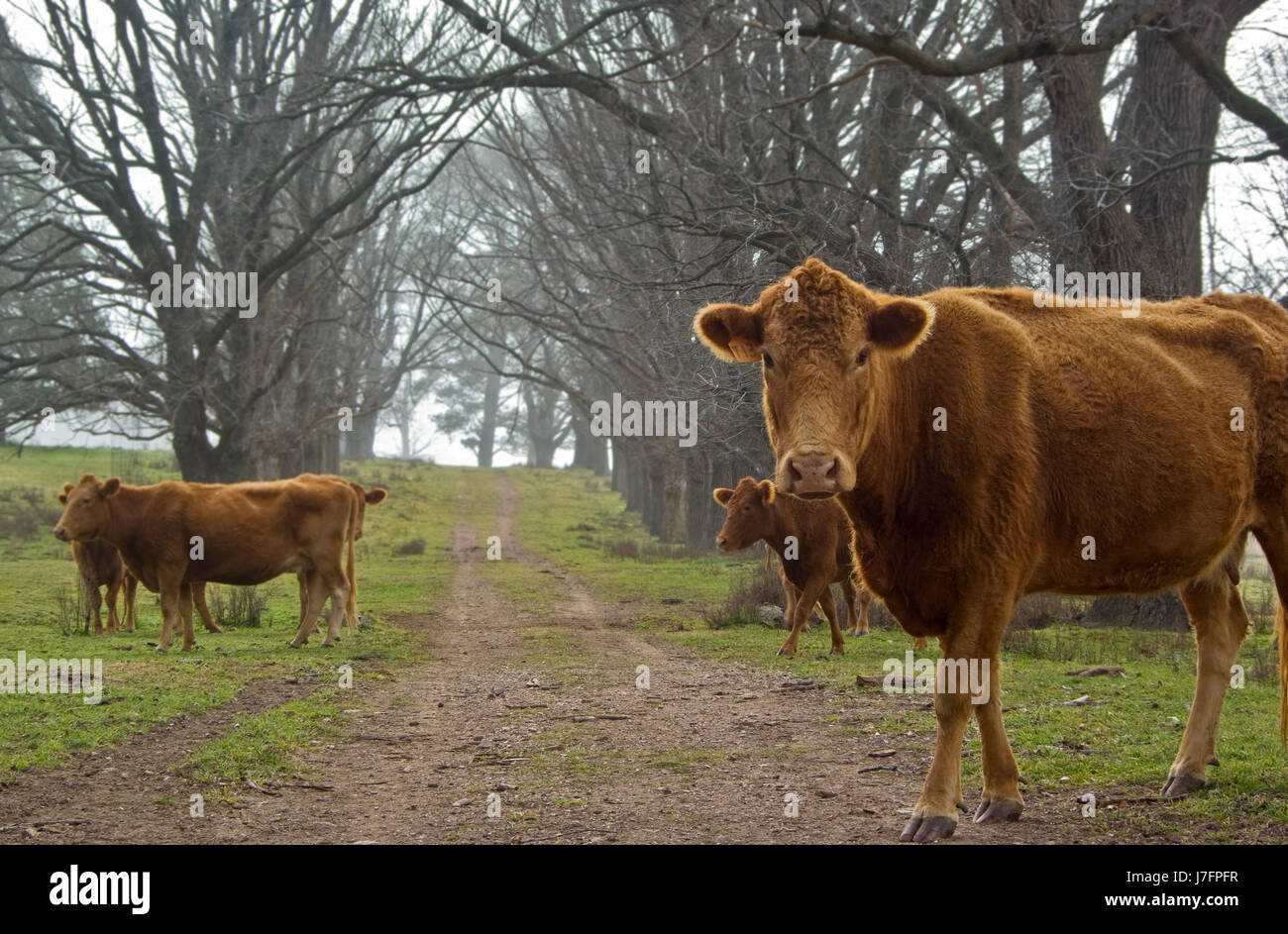 environment enviroment tree trees animal agriculture farming cow farm ...