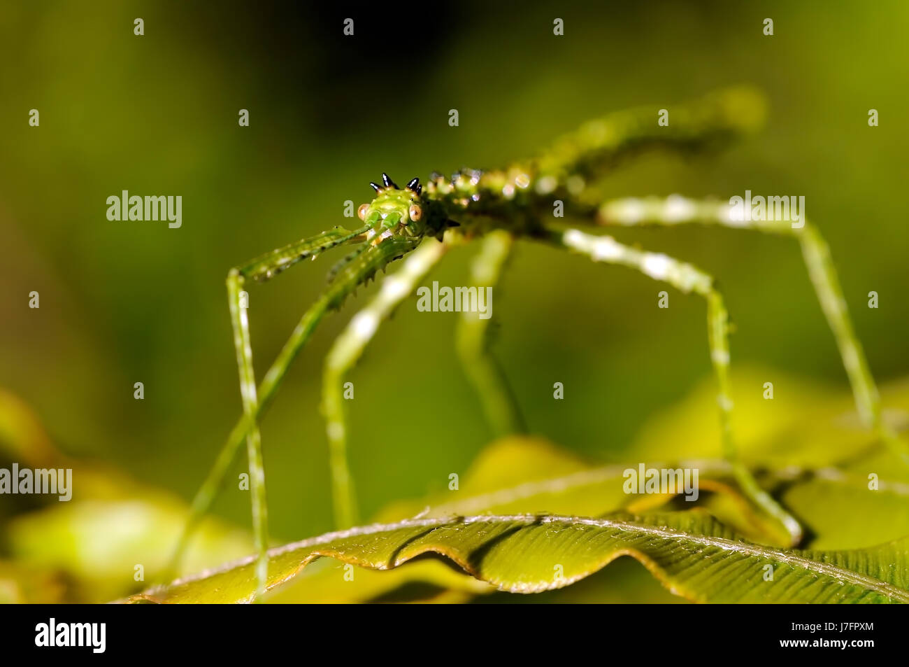 Stickbug hi-res stock photography and images - Alamy