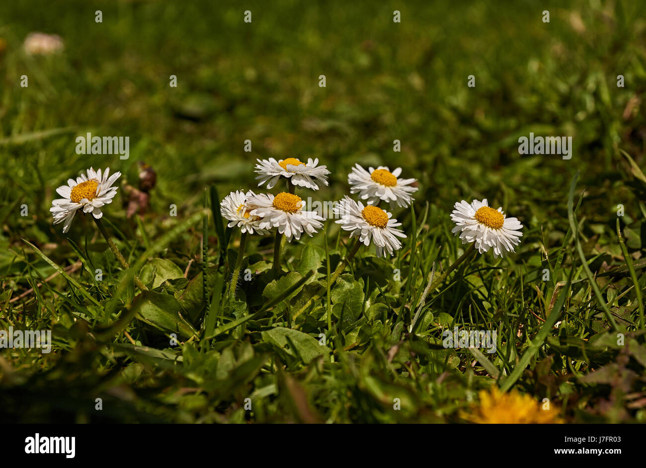 Among the grass growing chamomile. Spring flower on blurred background ...
