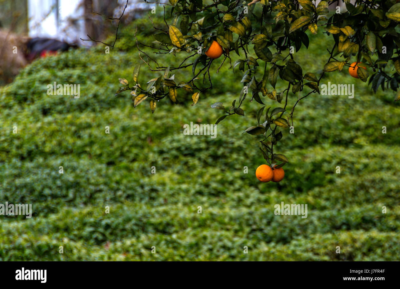 tea gardens and old will Stock Photo - Alamy
