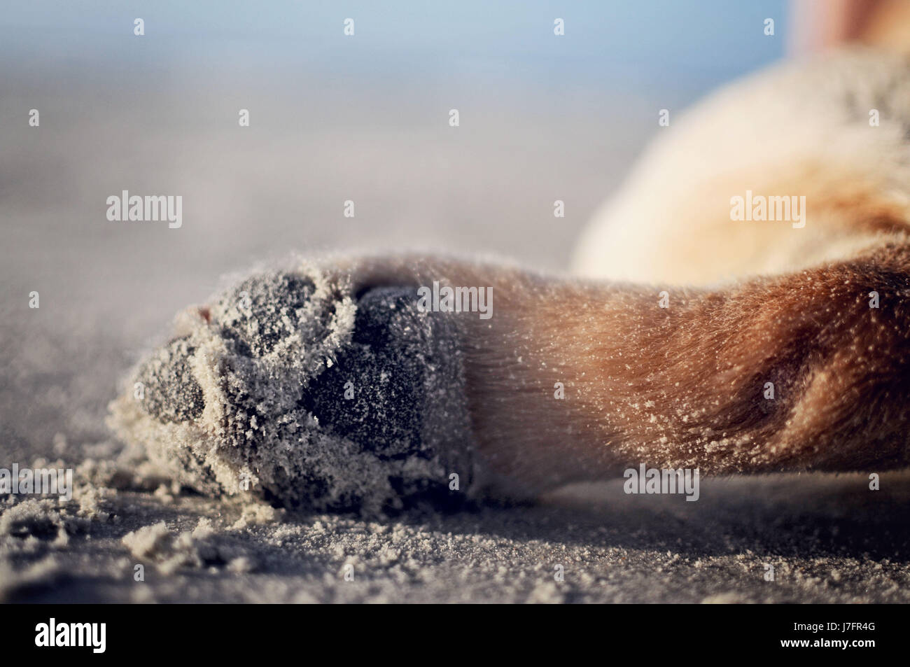 Sandy Paw On The Beach Stock Photo - Alamy