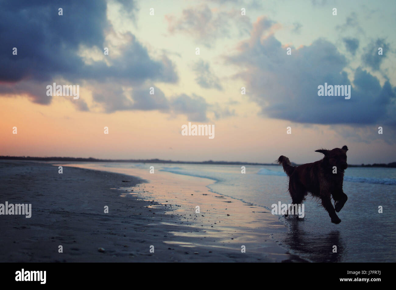 Dog Running On The Beach Stock Photo - Alamy