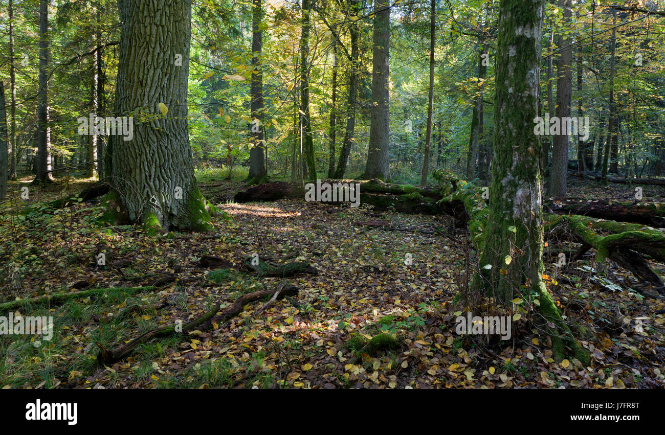 Deciduous forest barren trees hi-res stock photography and images - Alamy