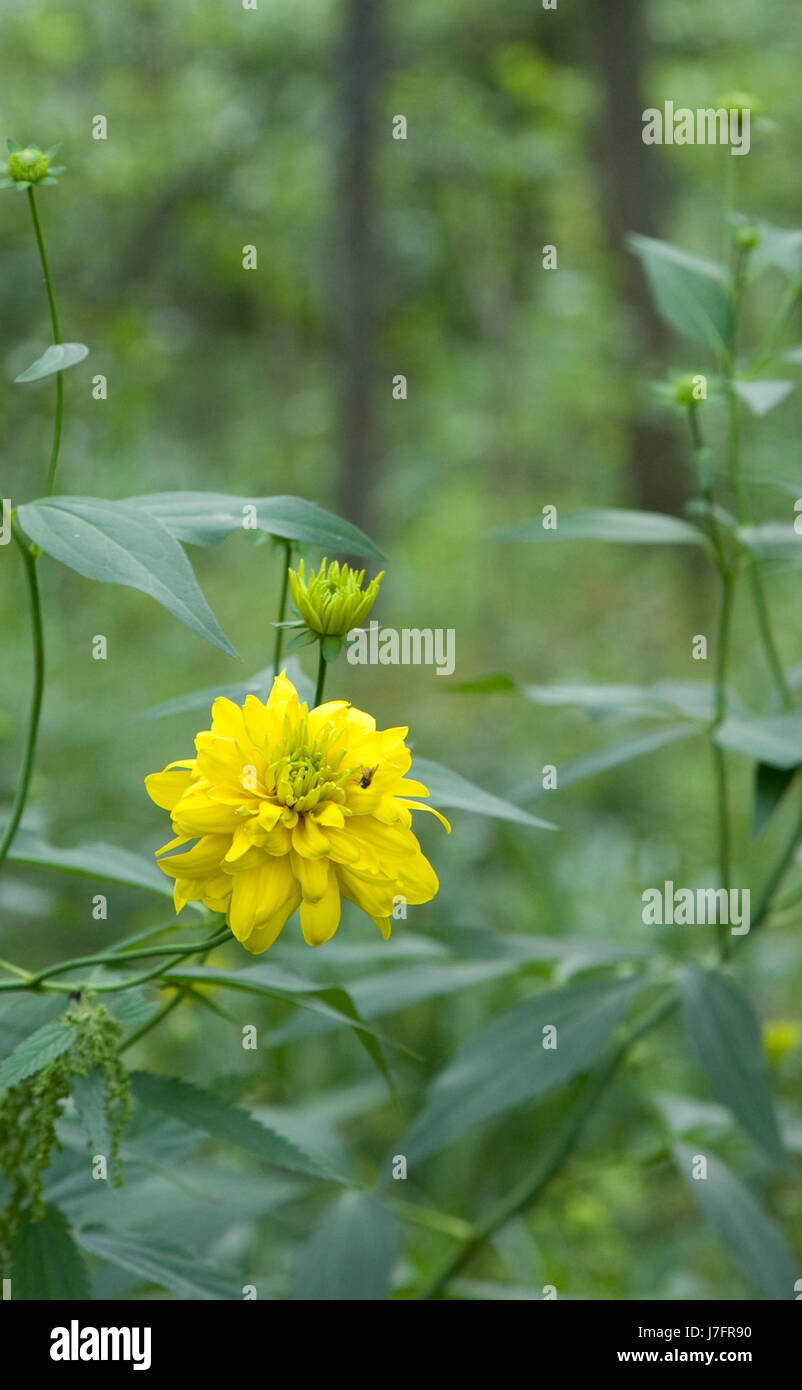 single closeup flower plant wild spring bloom blossom flourish ...