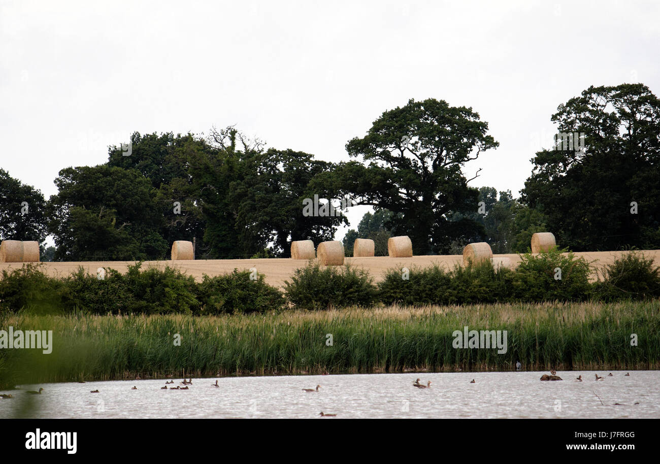wildlife meadow grass lawn green tree trees ducks hay daytime nobody ...