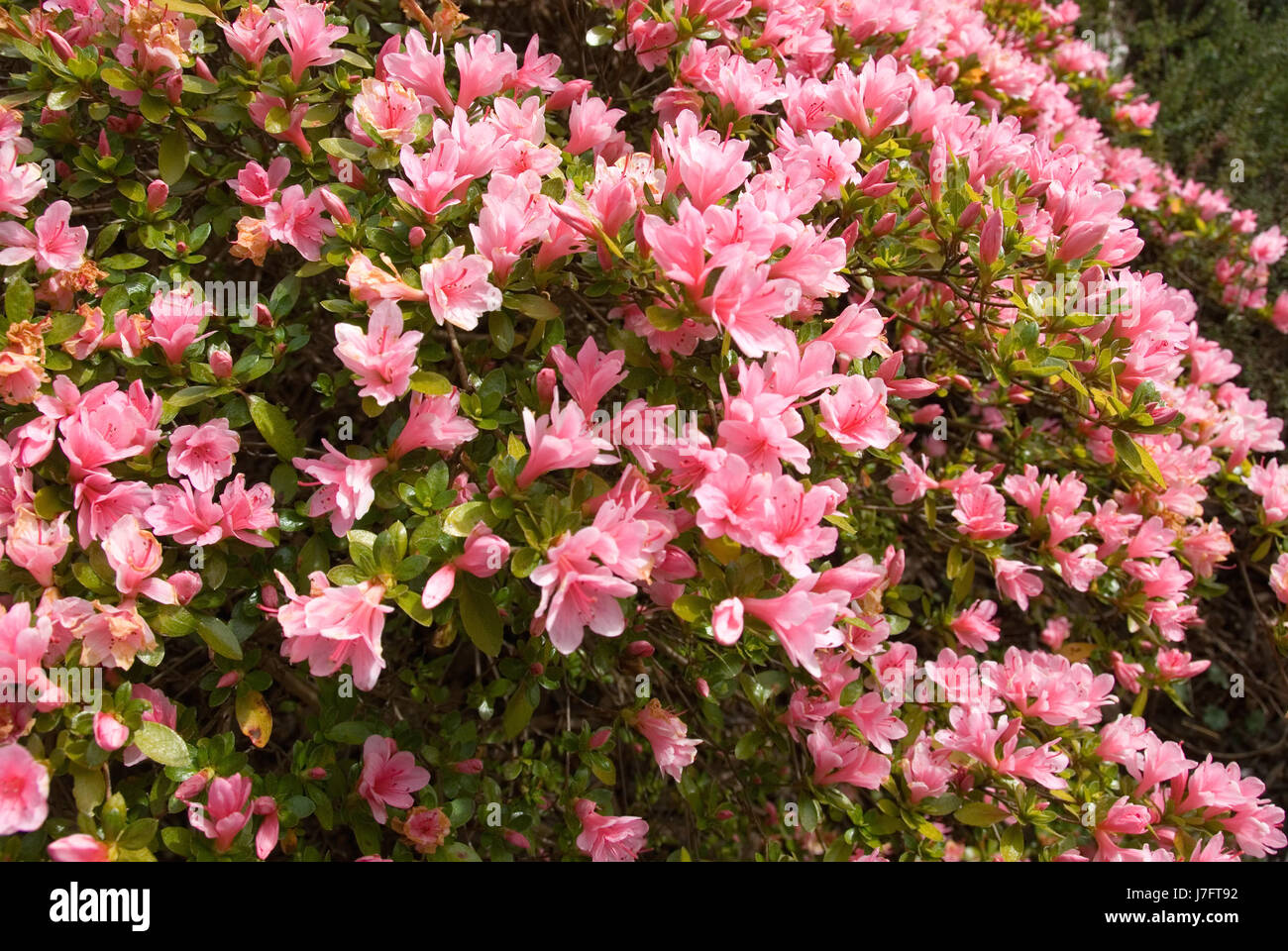 beautiful beauteously nice leaf garden flower plant bloom blossom ...
