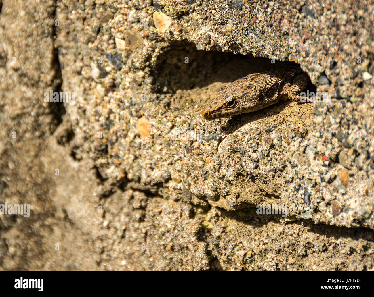 Beautiful male wall lizard hi-res stock photography and images - Alamy