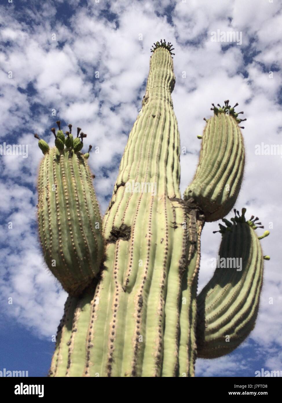 Saguaro Tall Cactus Phoenix Arizona Stock Photo - Alamy Saguaro Tall Cactus Phoenix Arizona Stock Photo - Alamy