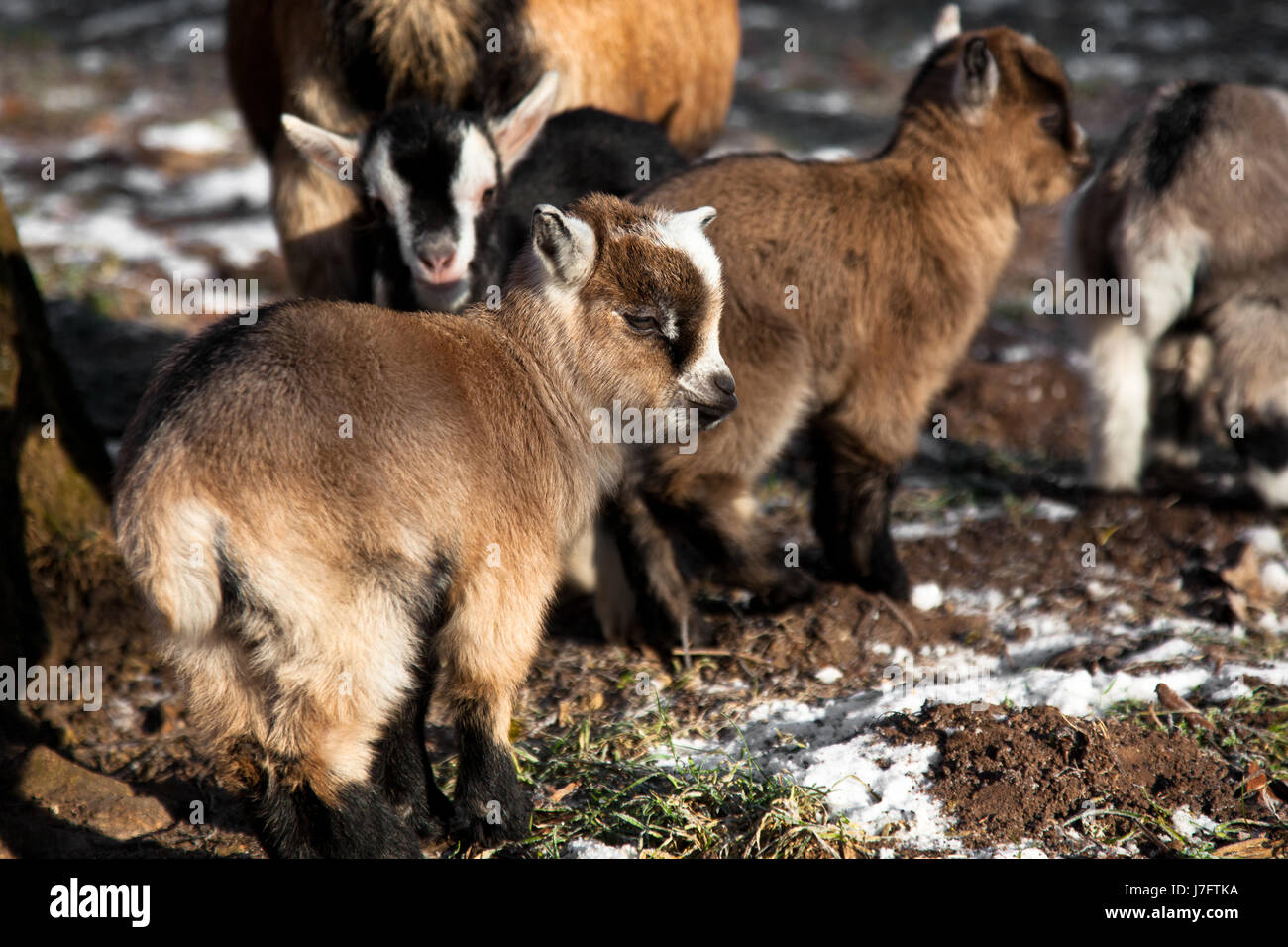 small goat Stock Photo - Alamy
