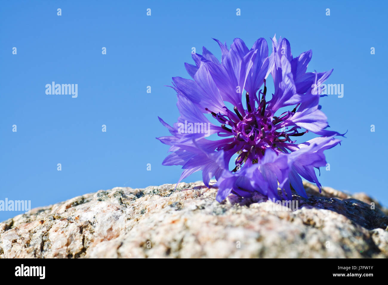 blue stone flower plant bloom blossom flourish flourishing summer ...