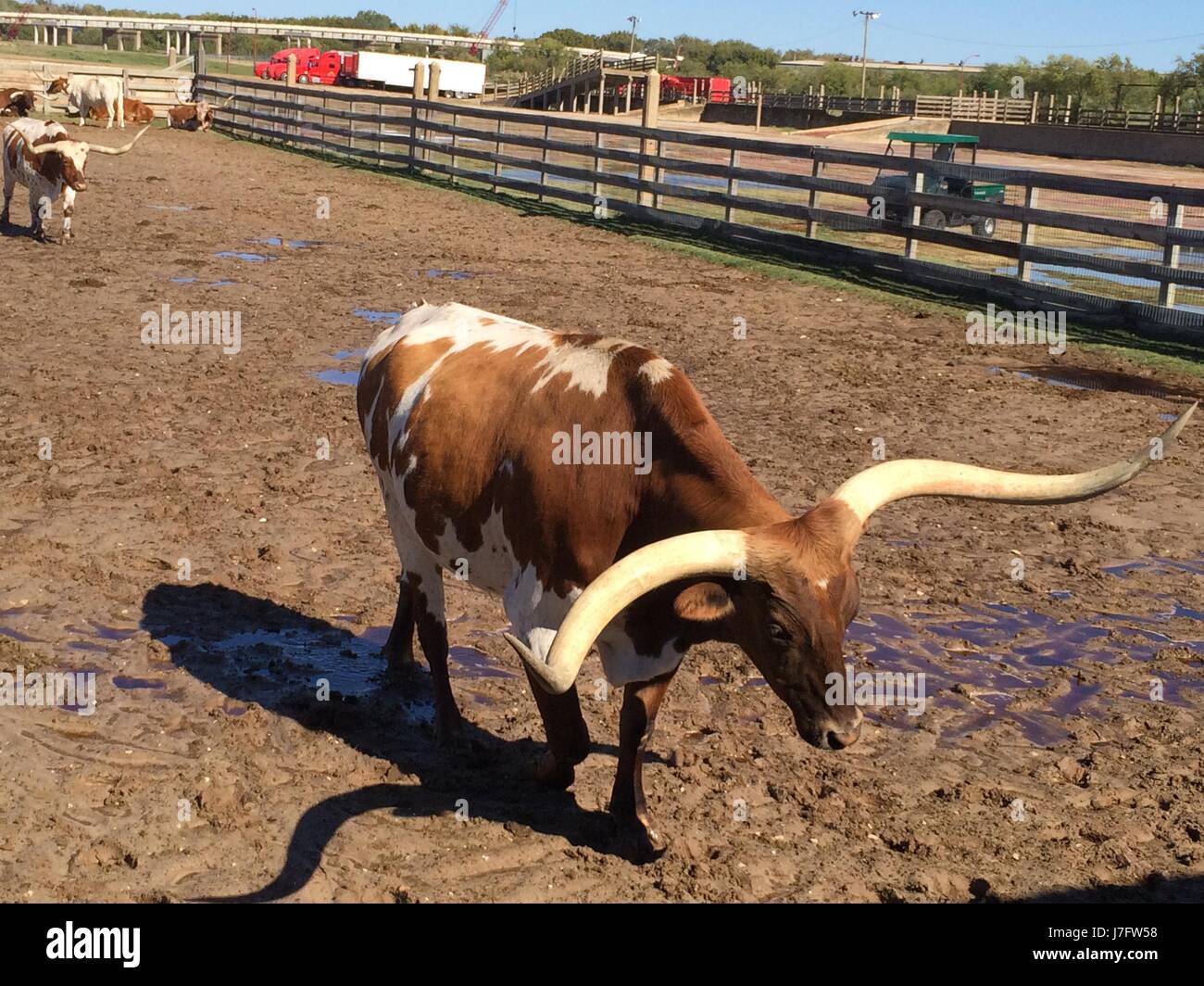 Fort Worth Texas Stock Yards Rodeo Stock Photo - Alamy