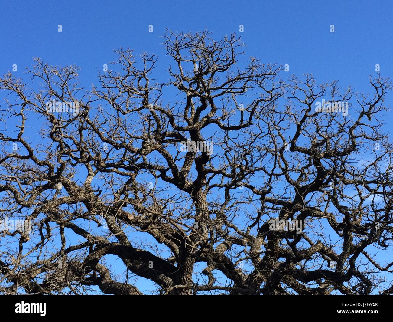 Sprawling Tangled Crooked Oak Tree Stock Photo - Alamy