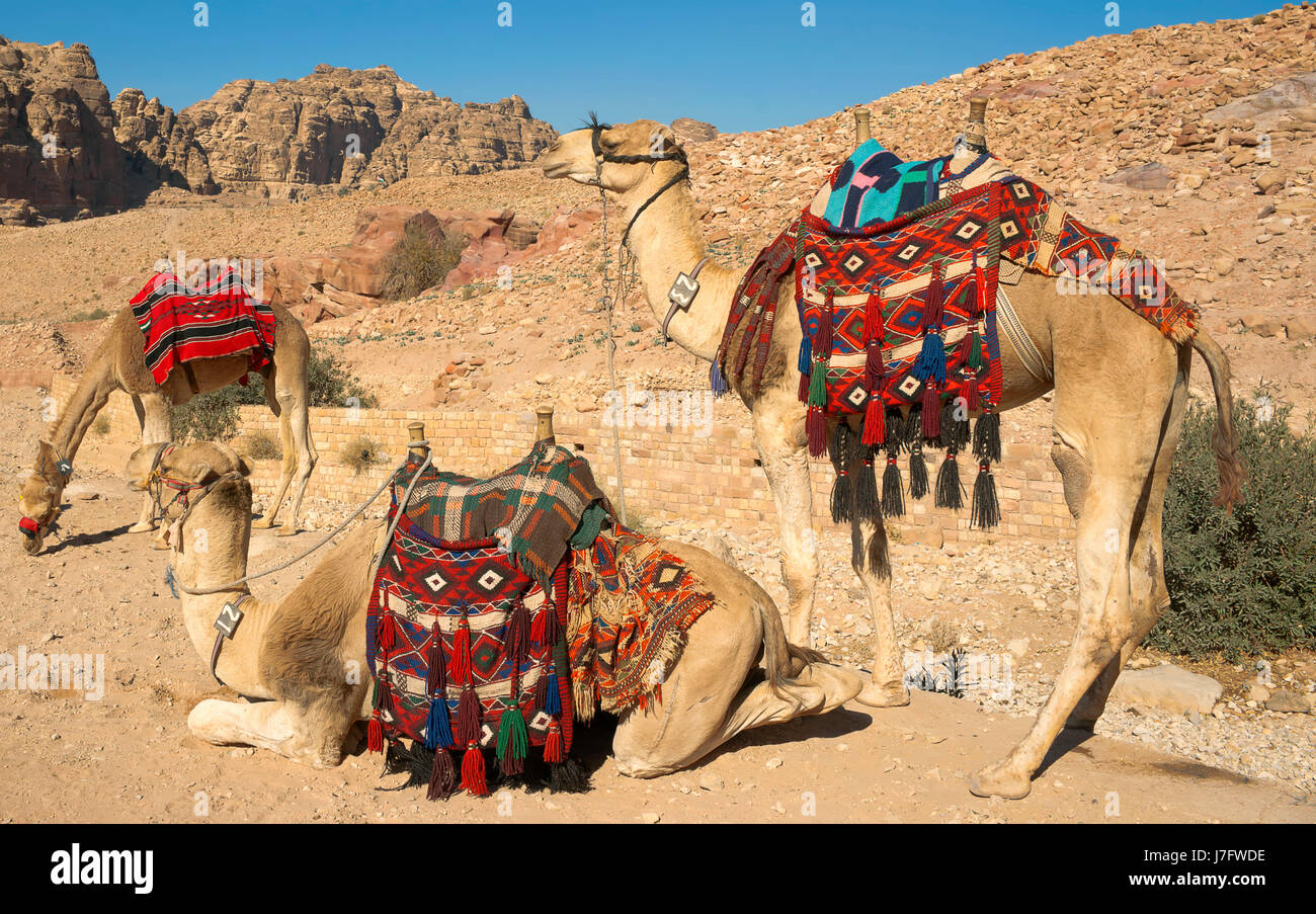 Sattelschmuck hi-res stock photography and images - Alamy