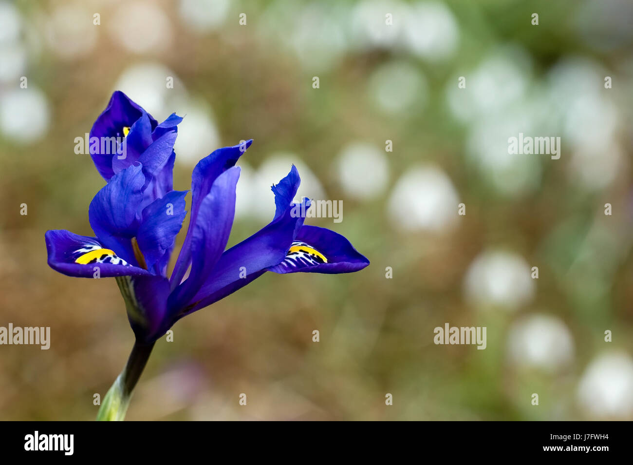 blue small tiny little short spring flower plant snowdrop bulb flower ...