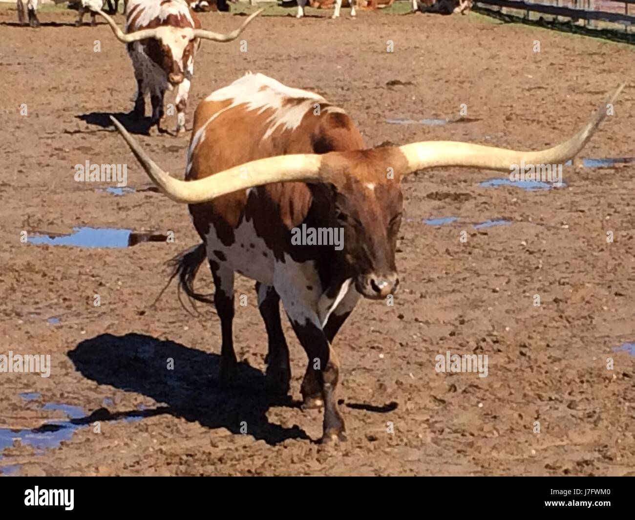 Fort Worth Texas Stock Yards Rodeo Stock Photo - Alamy
