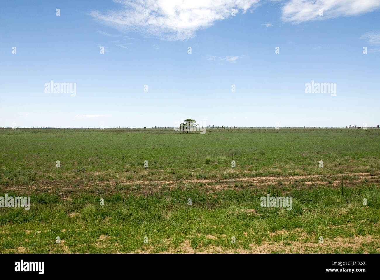 blue tree trees horizon ground soil earth humus agriculture farming ...