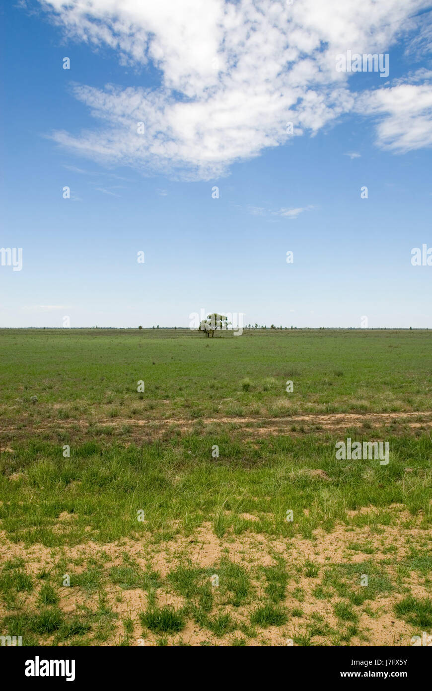 blue tree trees horizon ground soil earth humus agriculture farming ...