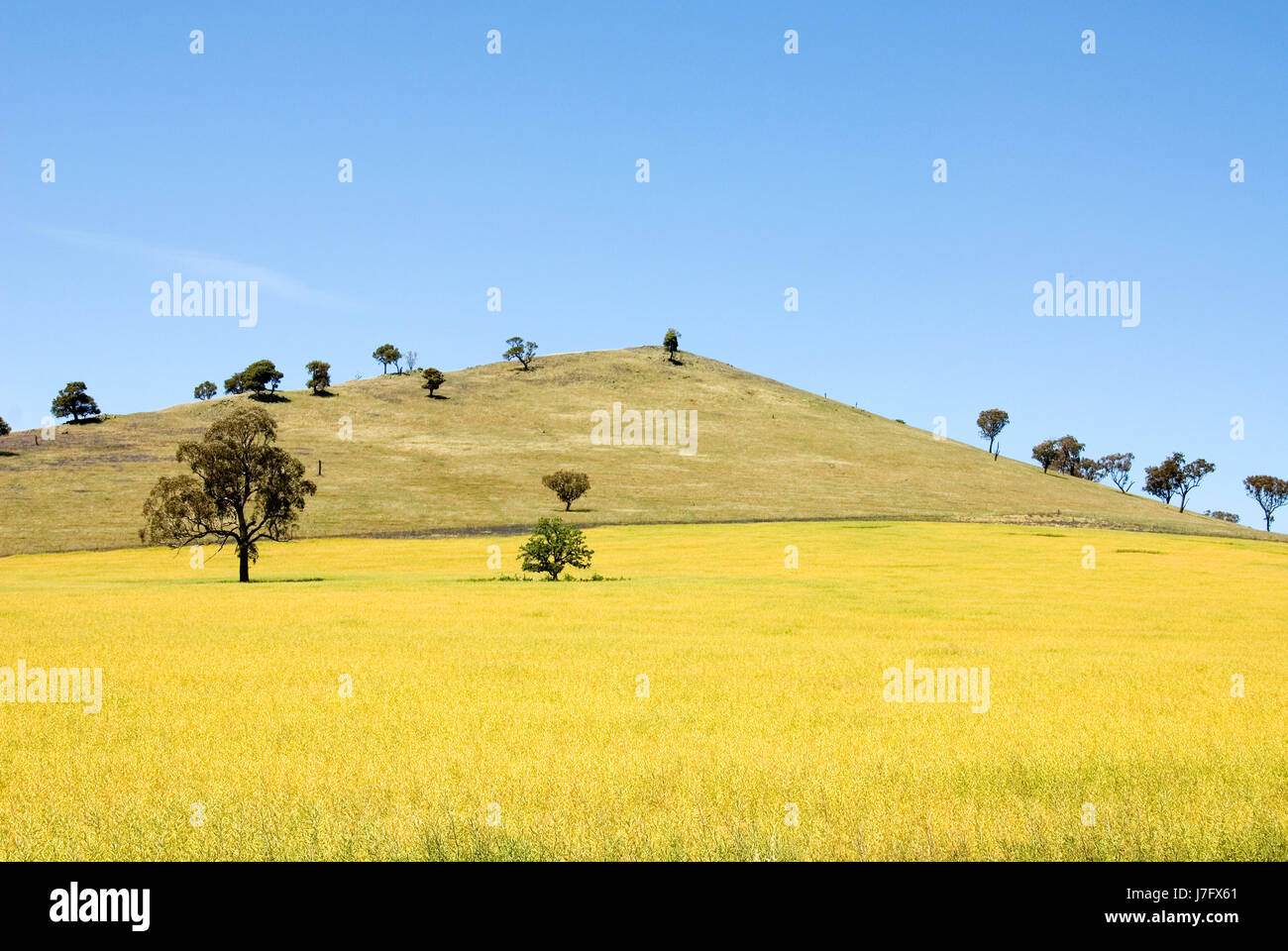 tree trees hill agriculture farming australia farm pasture landscape ...