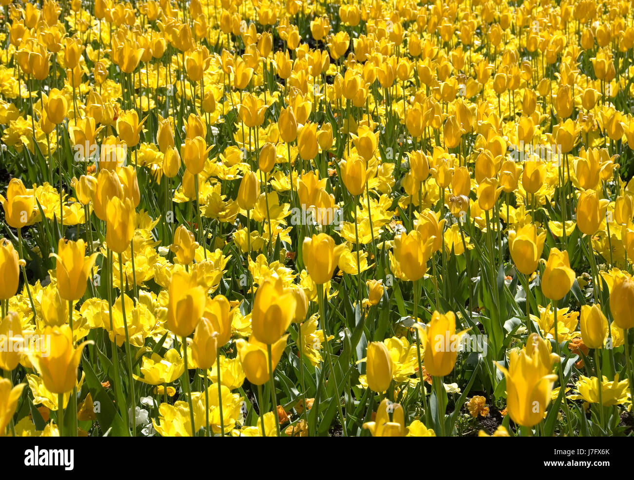 beautiful beauteously nice leaf colour garden flower plant bloom ...