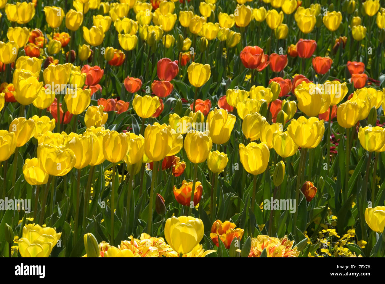 beautiful beauteously nice leaf colour garden flower plant bloom ...