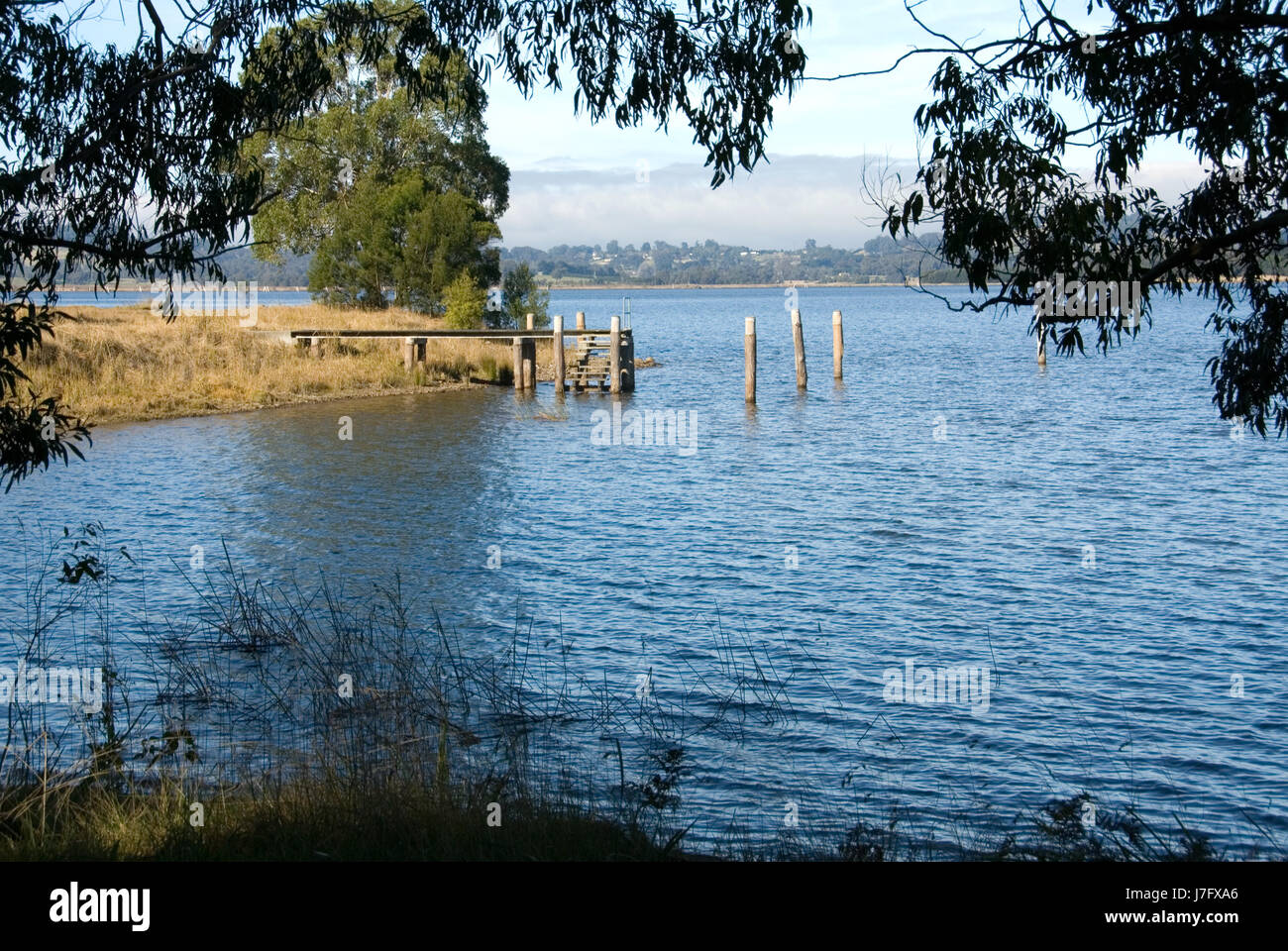 tree trees australia dam pier embankment reservoir peninsula water ...