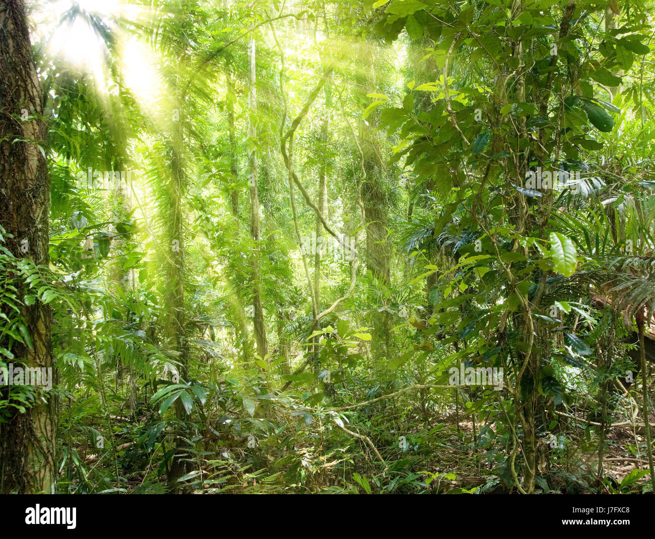 environment enviroment tree park sunlight sunshine fern national globe ...