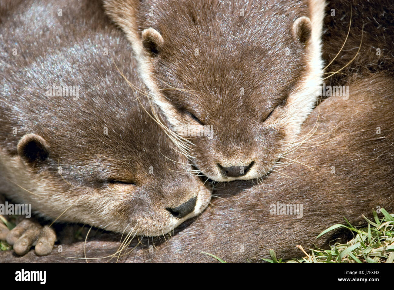 animal animals fur small tiny little short photo camera mammals up on ...