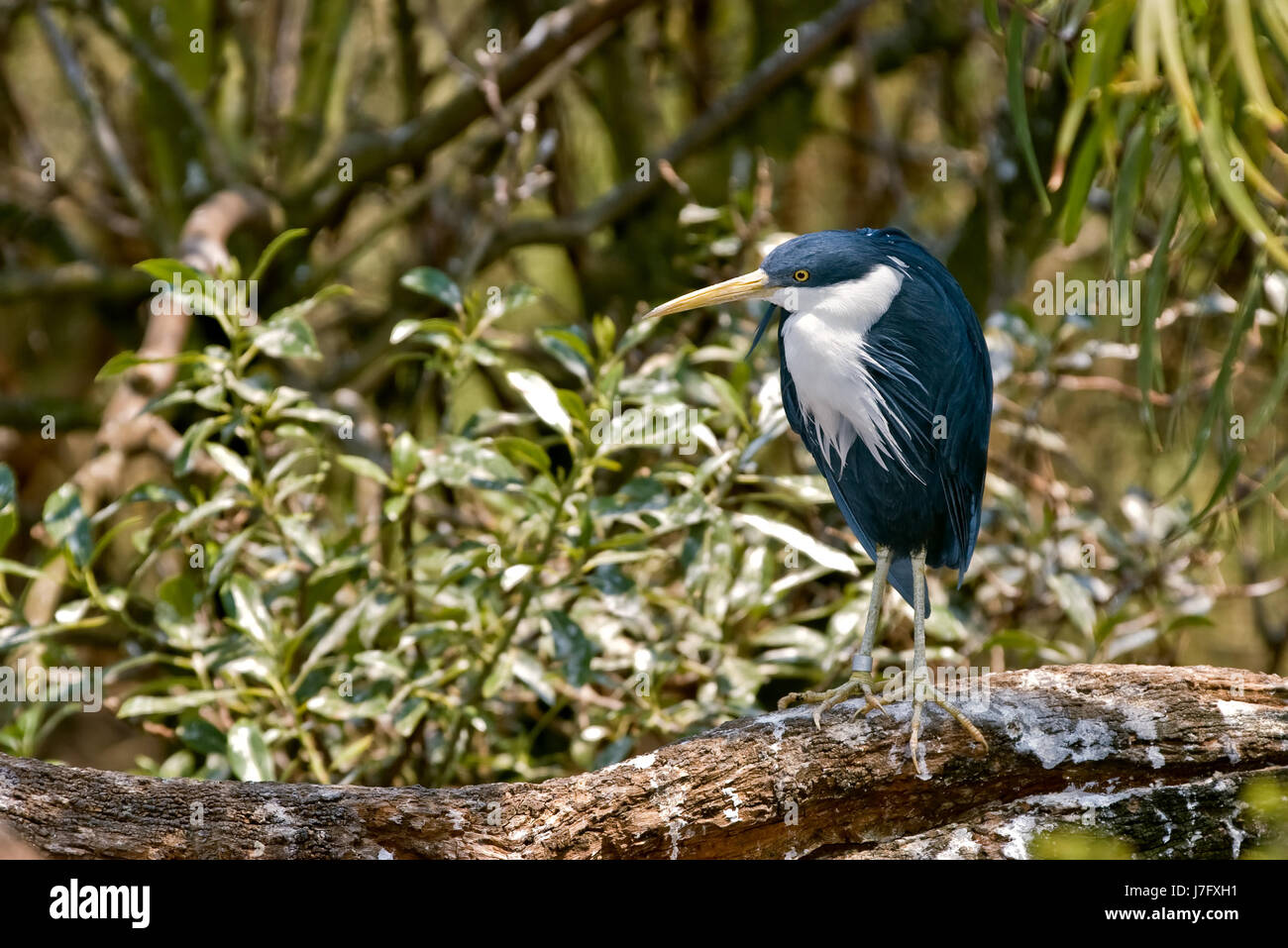 environment enviroment closeup tree animal bird branch beak wildlife ...