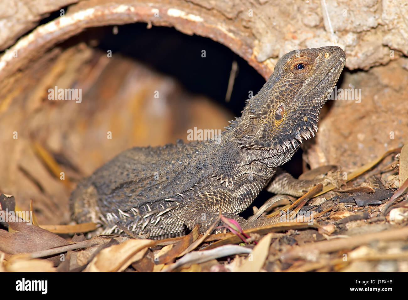 animal reptile cave lizard entrance guard tunnel photo camera native ...