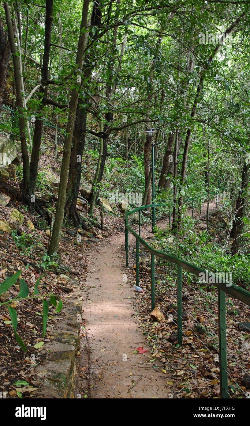 environment enviroment tree trees park australia tropical plants ...