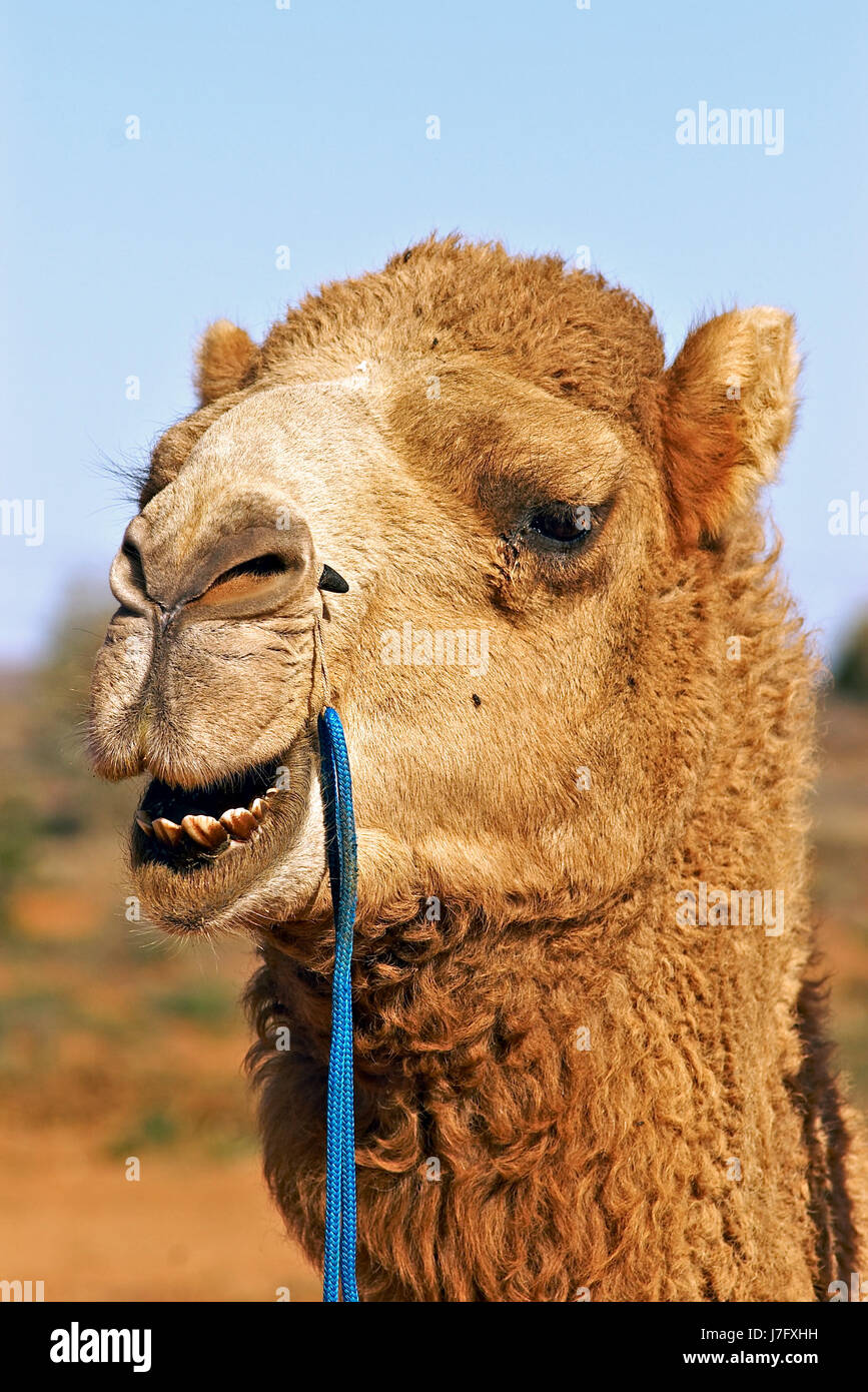 close detail big large enormous extreme powerful imposing immense ...