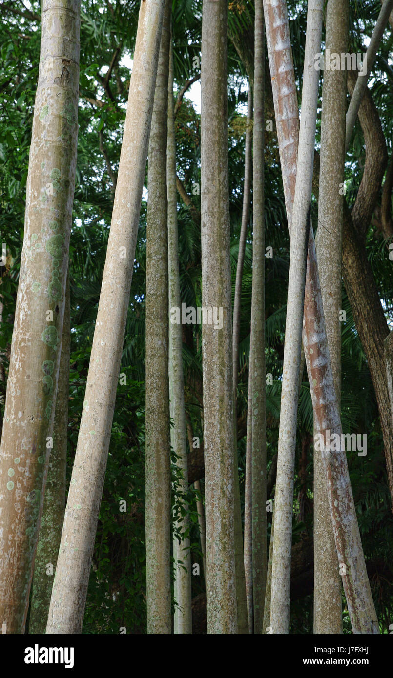 beautiful beauteously nice environment enviroment tree trees portrait ...