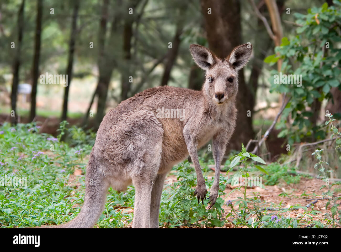 animal mammal fur look glancing see view looking peeking looking at ...