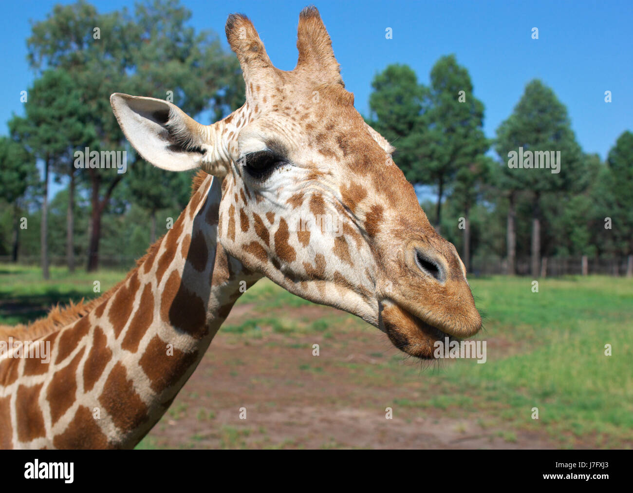 closeup animal wildlife African safari long giraffe spot spots neck ...