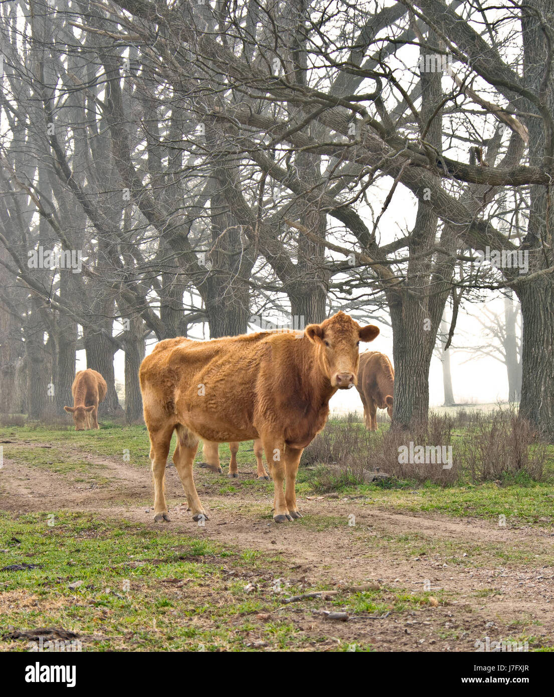 environment enviroment tree trees animal agriculture farming cow farm ...