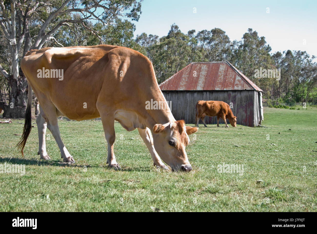 antique agriculture farming vintage livestock barn farm cows cattle ...