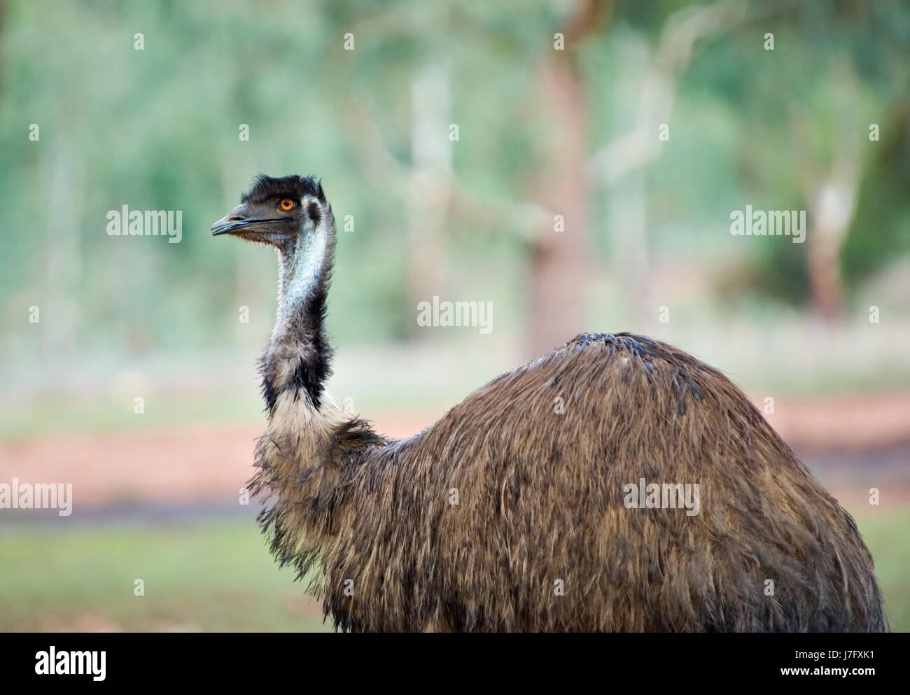 animal bird look glancing see view looking peeking looking at photo ...