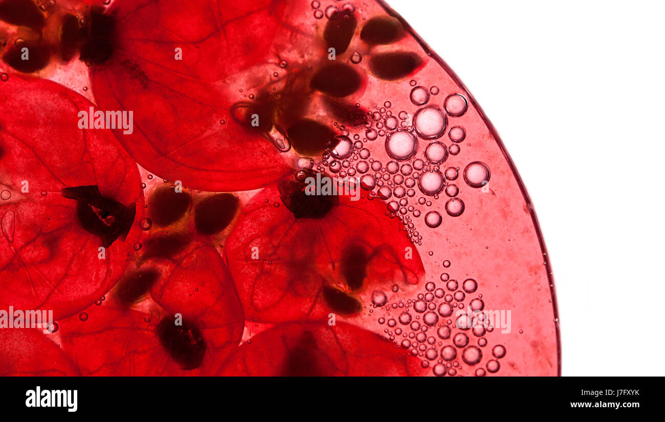 blow bubble soap bubble juice black currants currant drink liquid blank ...