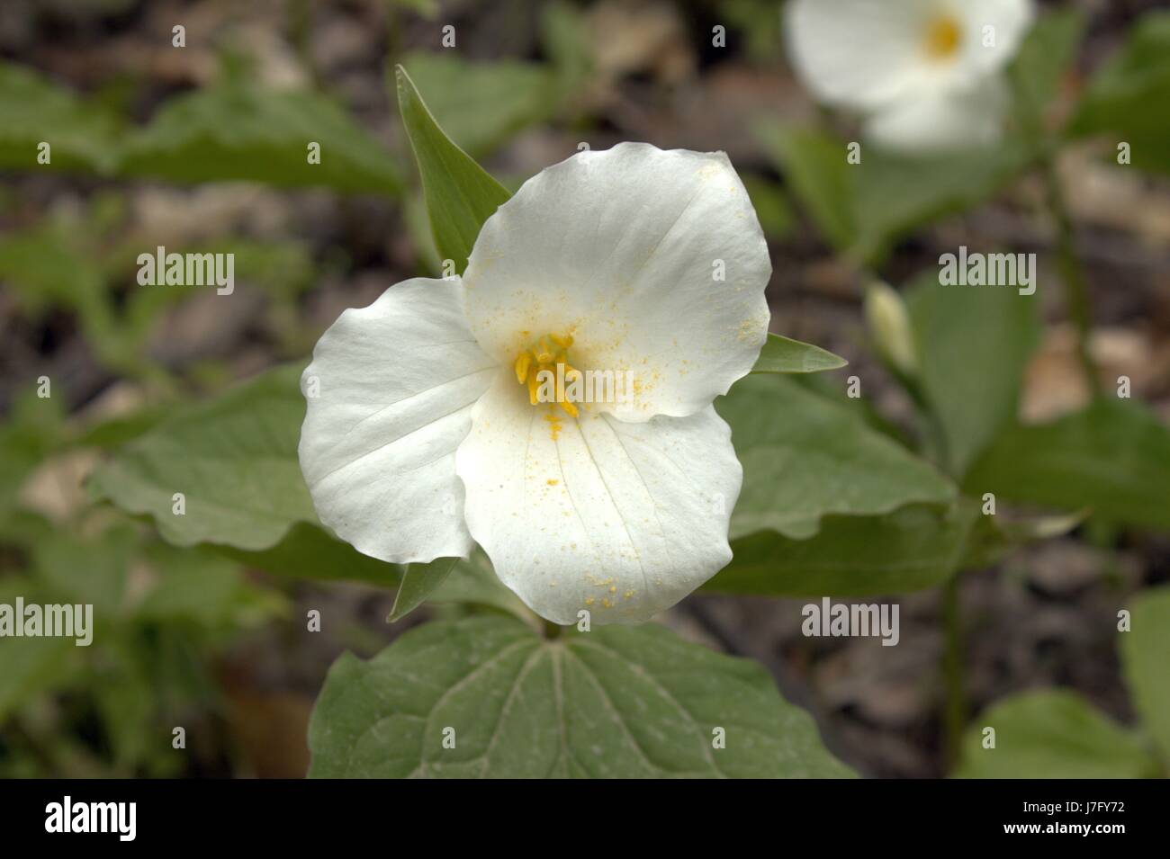 Birthroot hi-res stock photography and images - Alamy