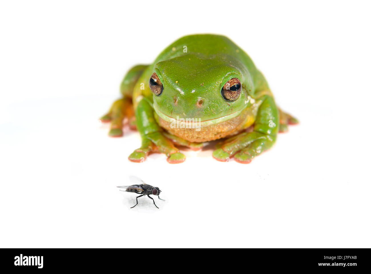 wait waiting isolated tree animal insect amphibian crouch look glancing ...