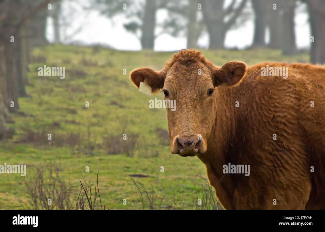environment enviroment tree trees animal agriculture farming cow farm ...